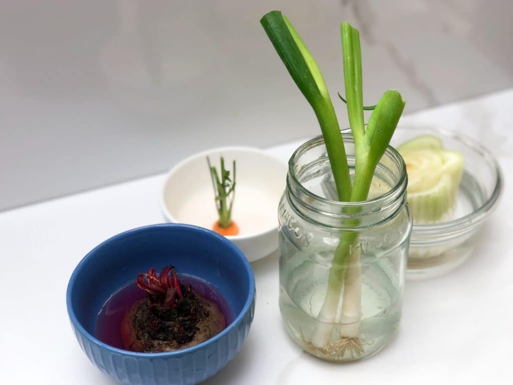 How to Regrow Vegetables from Scraps - Plant You