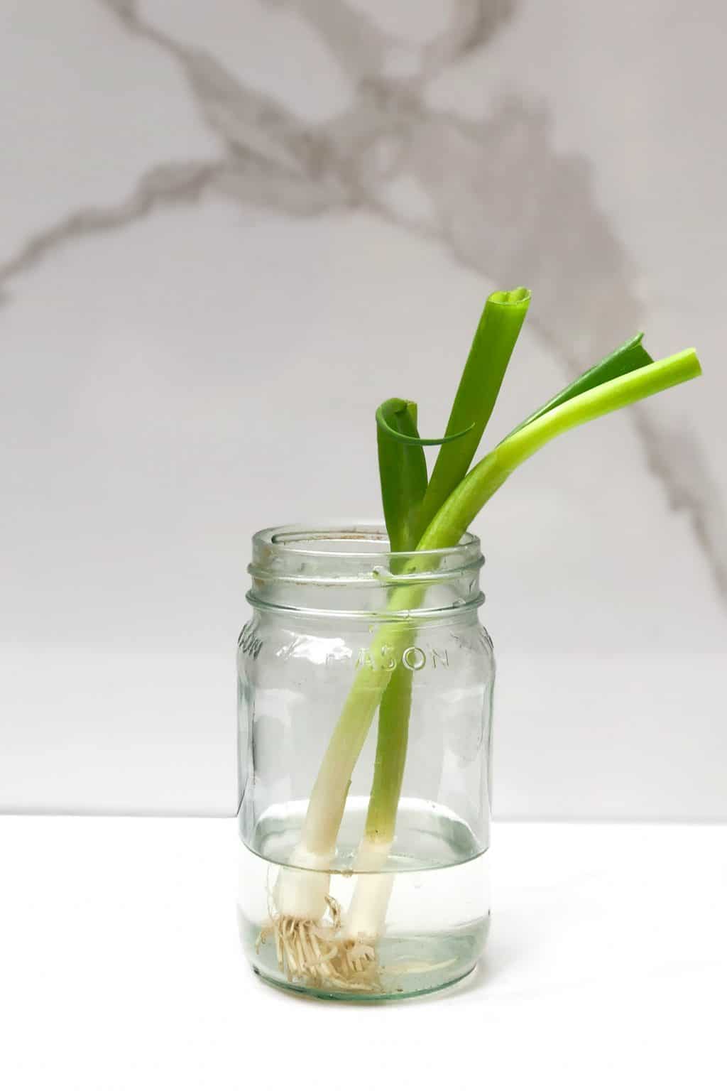 How to Regrow Vegetables from Scraps - PlantYou